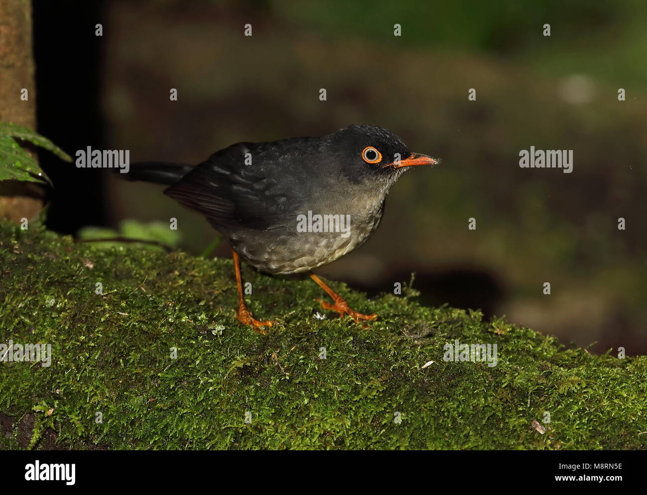 Slaty-backed Nightingale-thrush (Catharus fuscater fuscater) adult on ...
