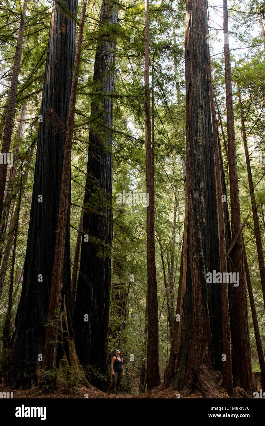 Woman standing in forest Stock Photo - Alamy