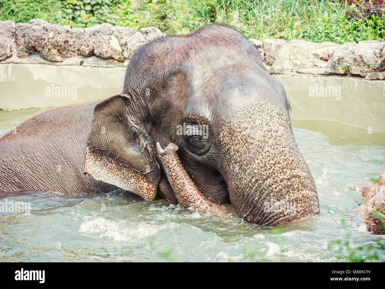 Elephant taking a refreshing dip in the water. Animal theme. Funny ...