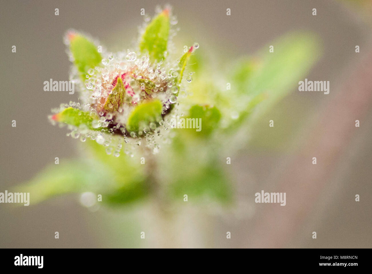 Wet bud hi-res stock photography and images - Alamy