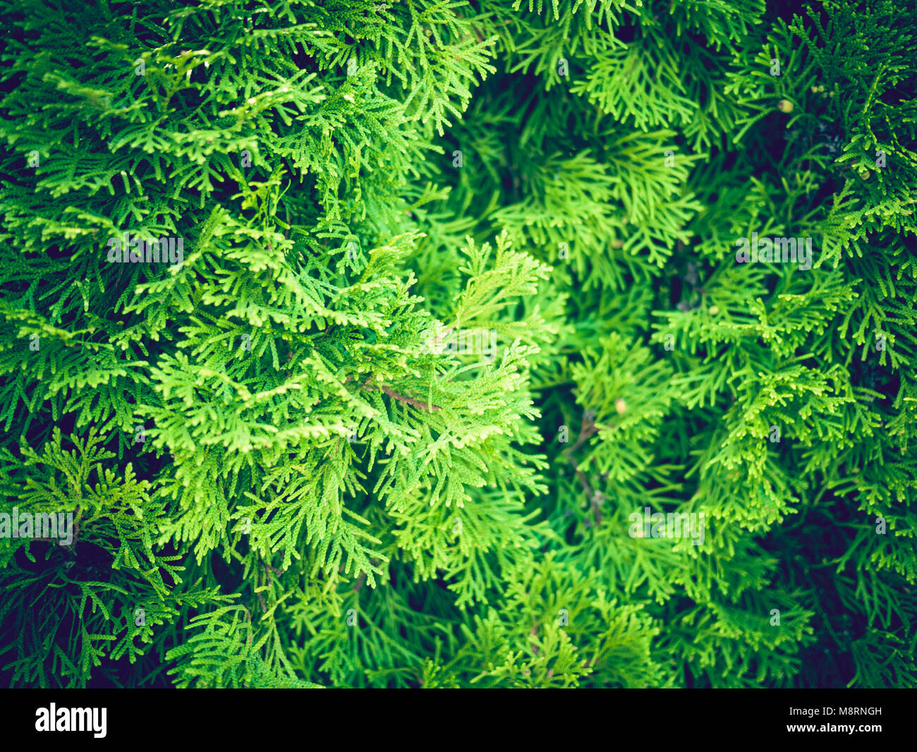 Texture Background of Christmas tree branches Stock Photo - Alamy
