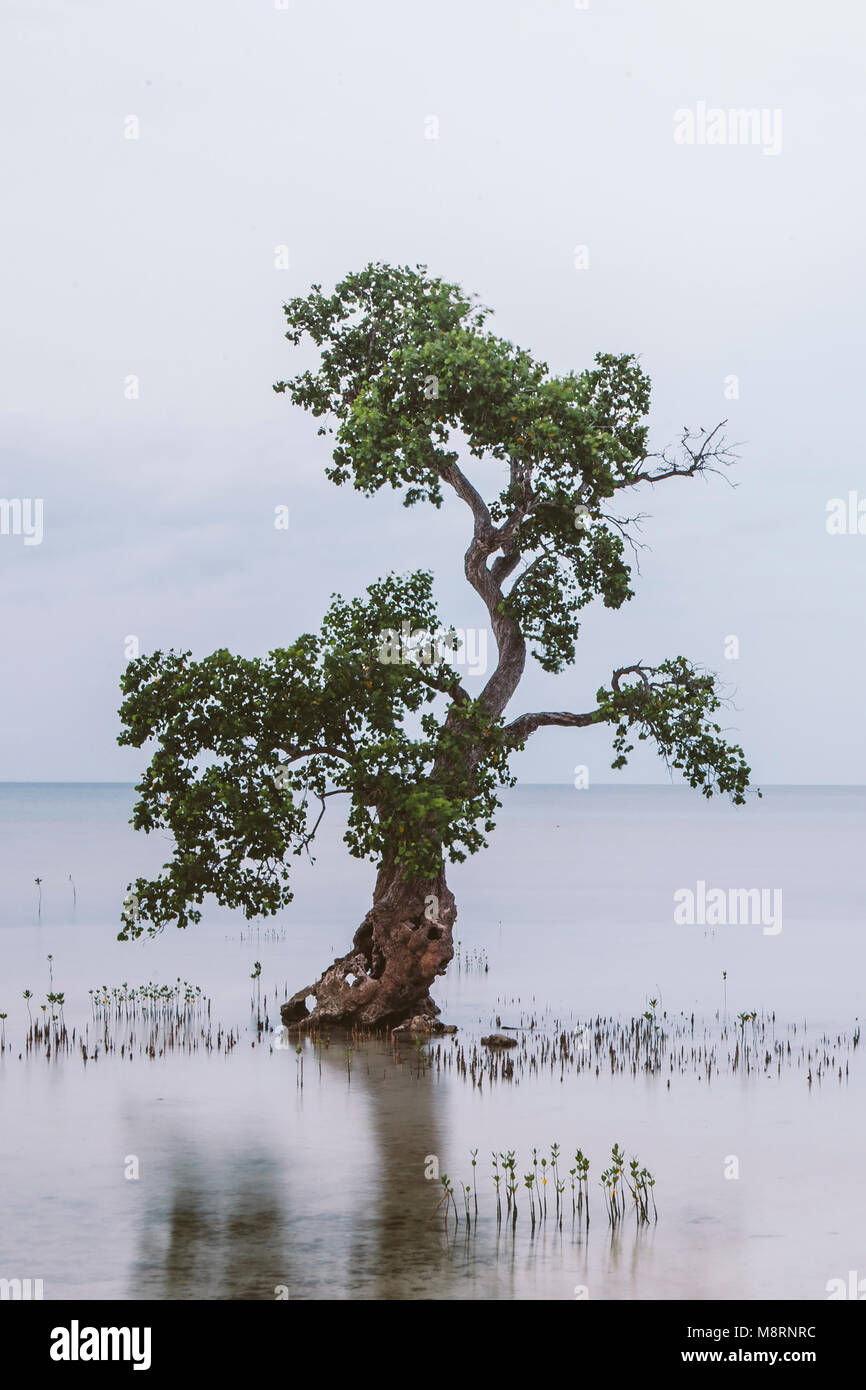 Scenic tree scene hi-res stock photography and images - Alamy