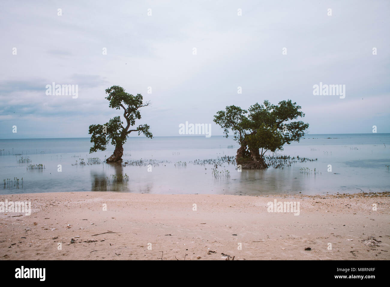 Tranquil view sky trees hi-res stock photography and images - Alamy