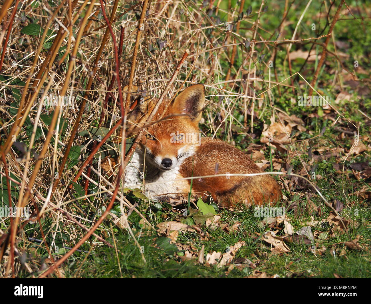 British wild fox taking a nap in a private garden. It is peering ...