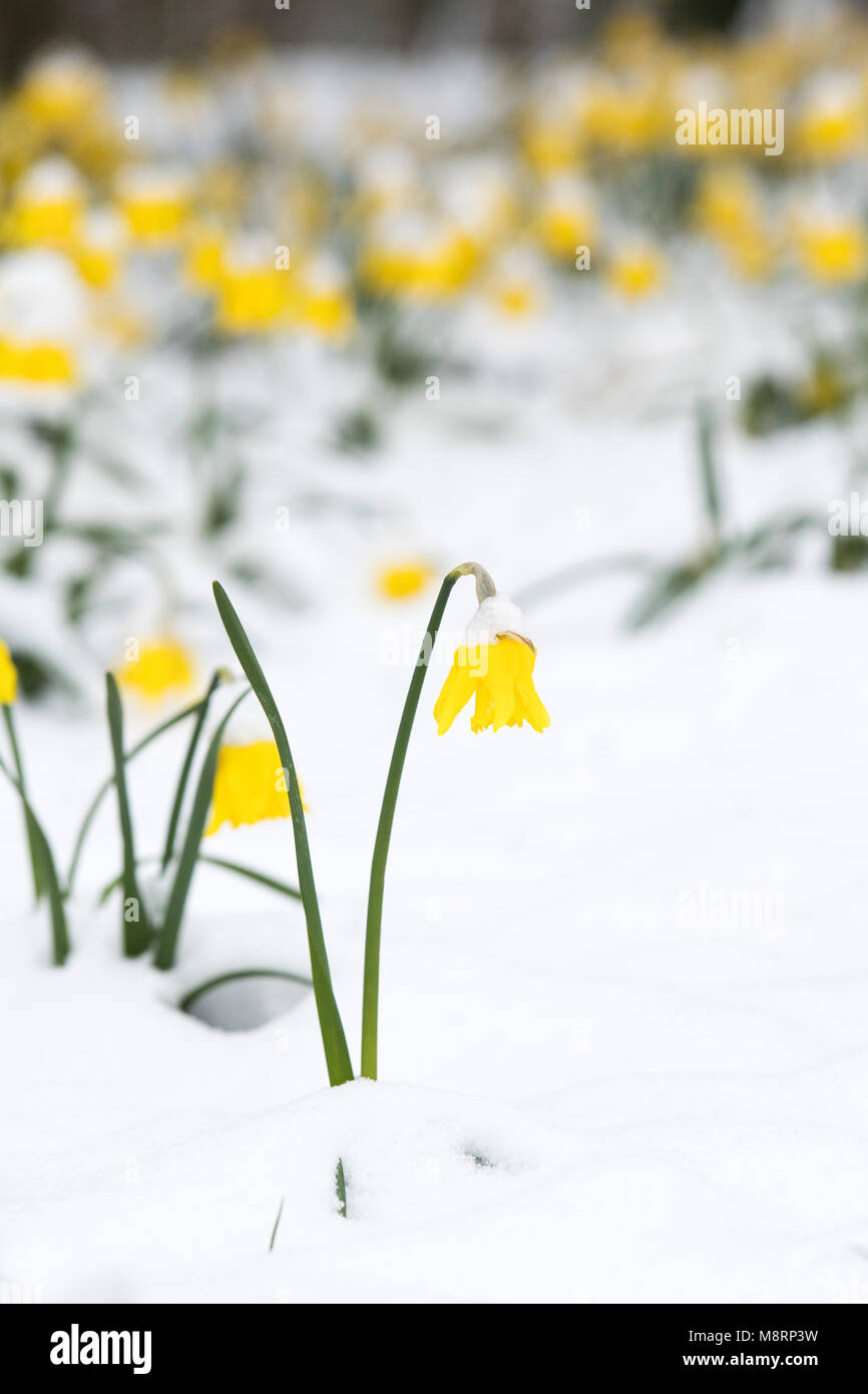 Drooping flowers hi-res stock photography and images - Alamy