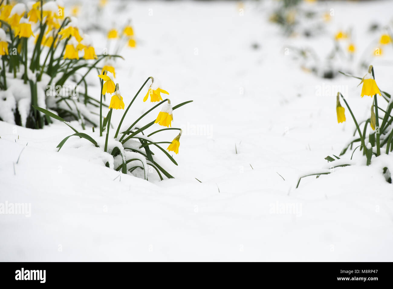Drooping flowerheads hi-res stock photography and images - Alamy
