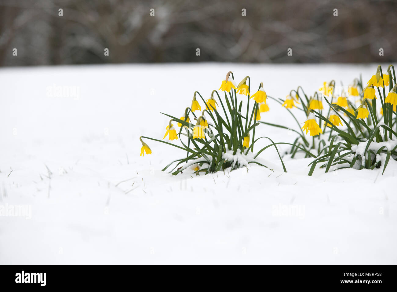 Drooping flowers hi-res stock photography and images - Alamy