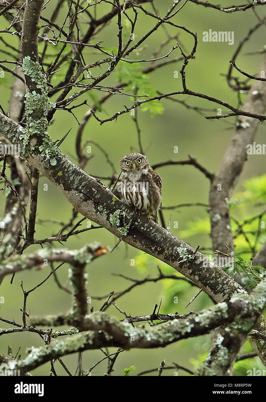 Peruvian Pygmy-owl (Glaucidium peruanum) adult perched on branch ...