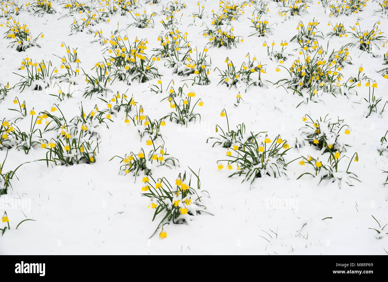 Drooping flowers hi-res stock photography and images - Alamy