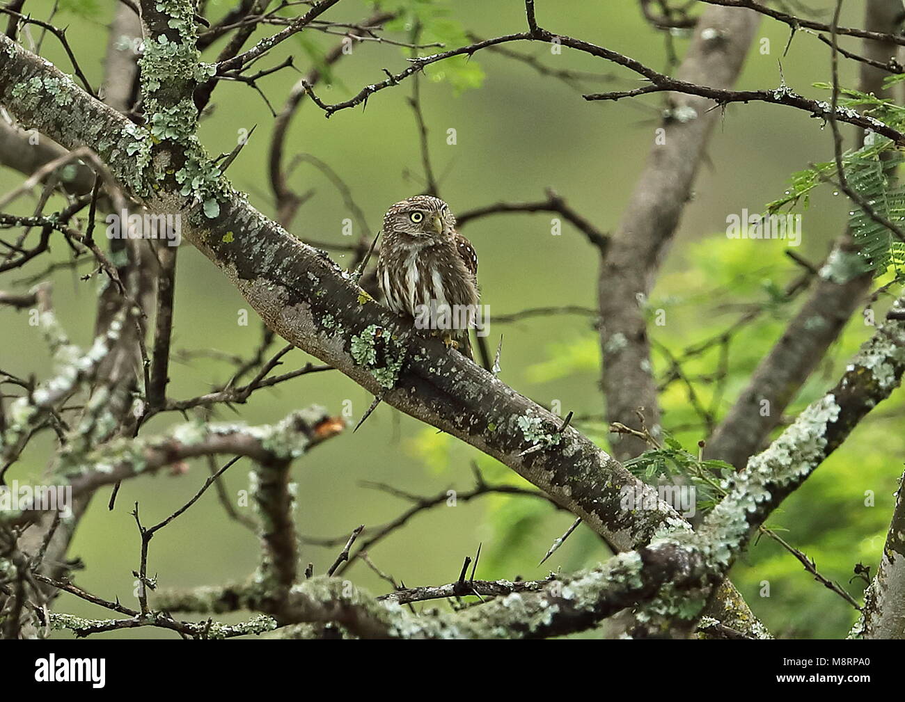 Peruvian Pygmy-owl (Glaucidium peruanum) adult perched on branch ...
