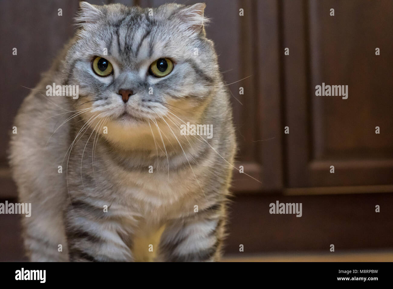 Scottish gray fold cat hi-res stock photography and images - Alamy