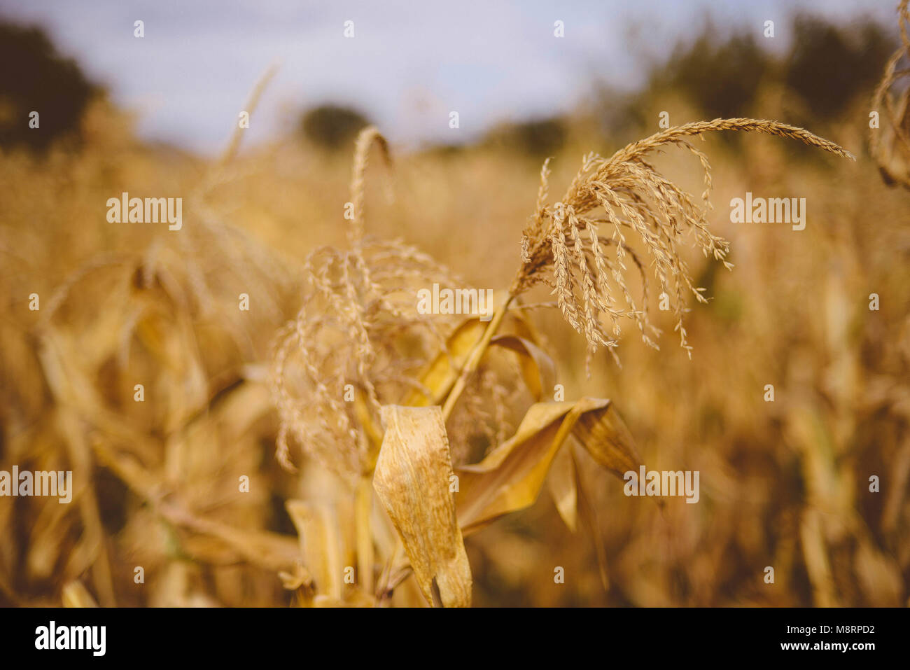 Sunlight crops hi-res stock photography and images - Alamy
