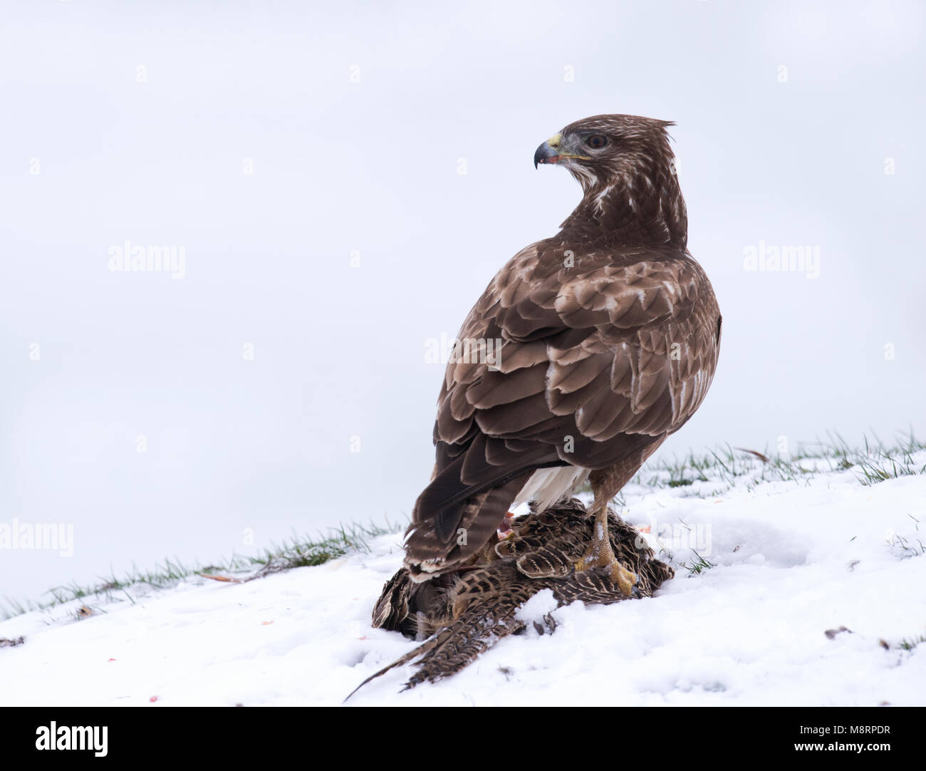 Pheasant in a winter landscape hi-res stock photography and images - Alamy
