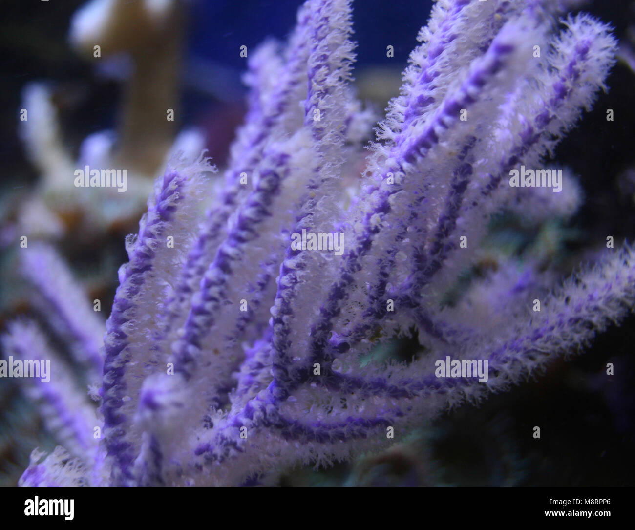 A gorgonia coral close up Stock Photo - Alamy