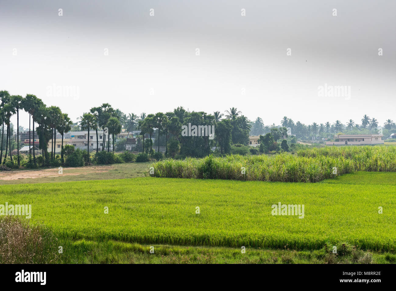 A beautiful paddy farm with sugar cane & palm tree harvesting together ...