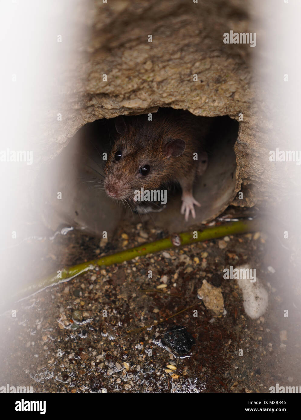 Rat on a sewer could bee seen from drain grate Stock Photo - Alamy