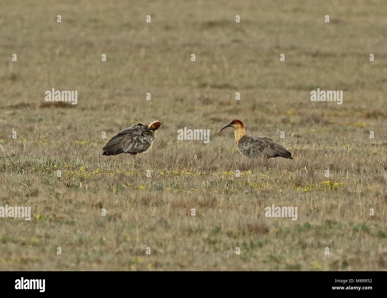 Andean Ibis (Theristicus branickii) two adults on short grass, one ...