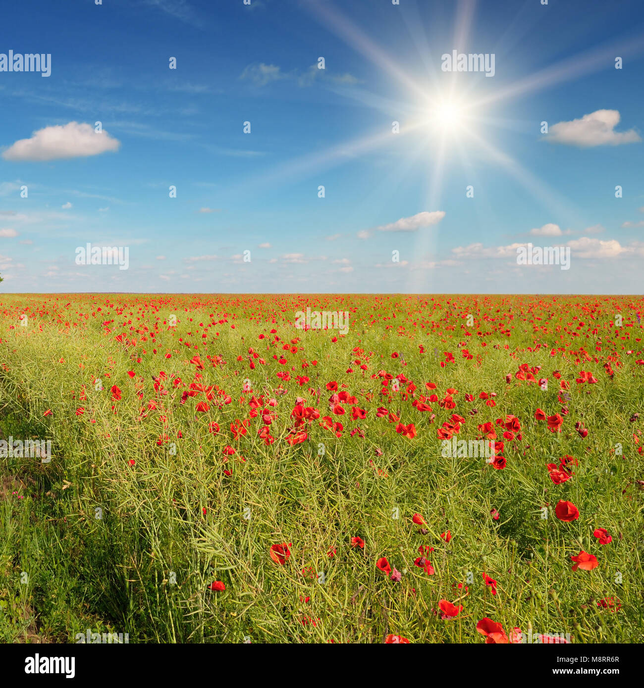 field with poppies and sun on blue sky Stock Photo - Alamy