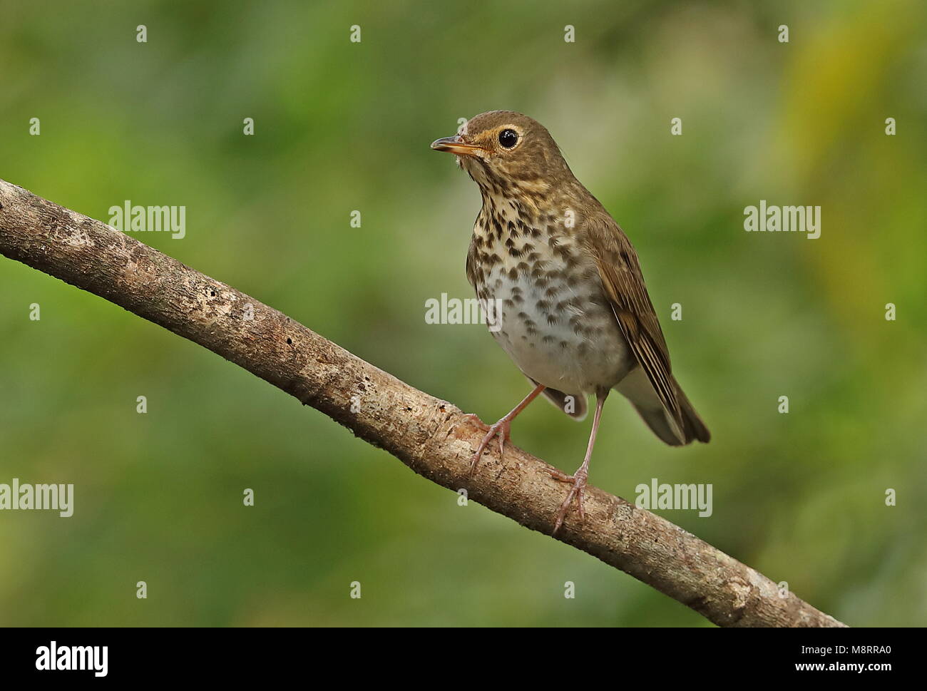 Swainson's Thrush (Catharus swainsoni) adult perched on branch Nono ...