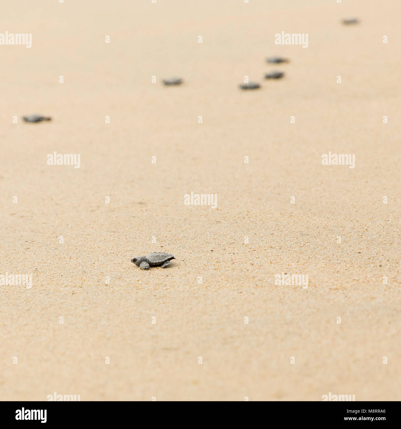 Hatchlings hi-res stock photography and images - Alamy