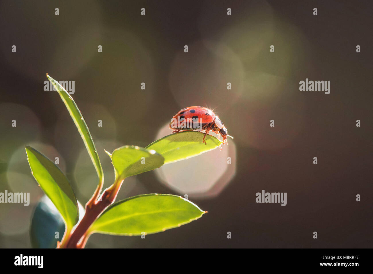 Ladybug leaves hi-res stock photography and images - Alamy
