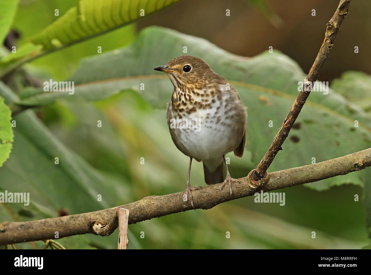 Swainson's Thrush (Catharus swainsoni) adult perched on branch Nono ...