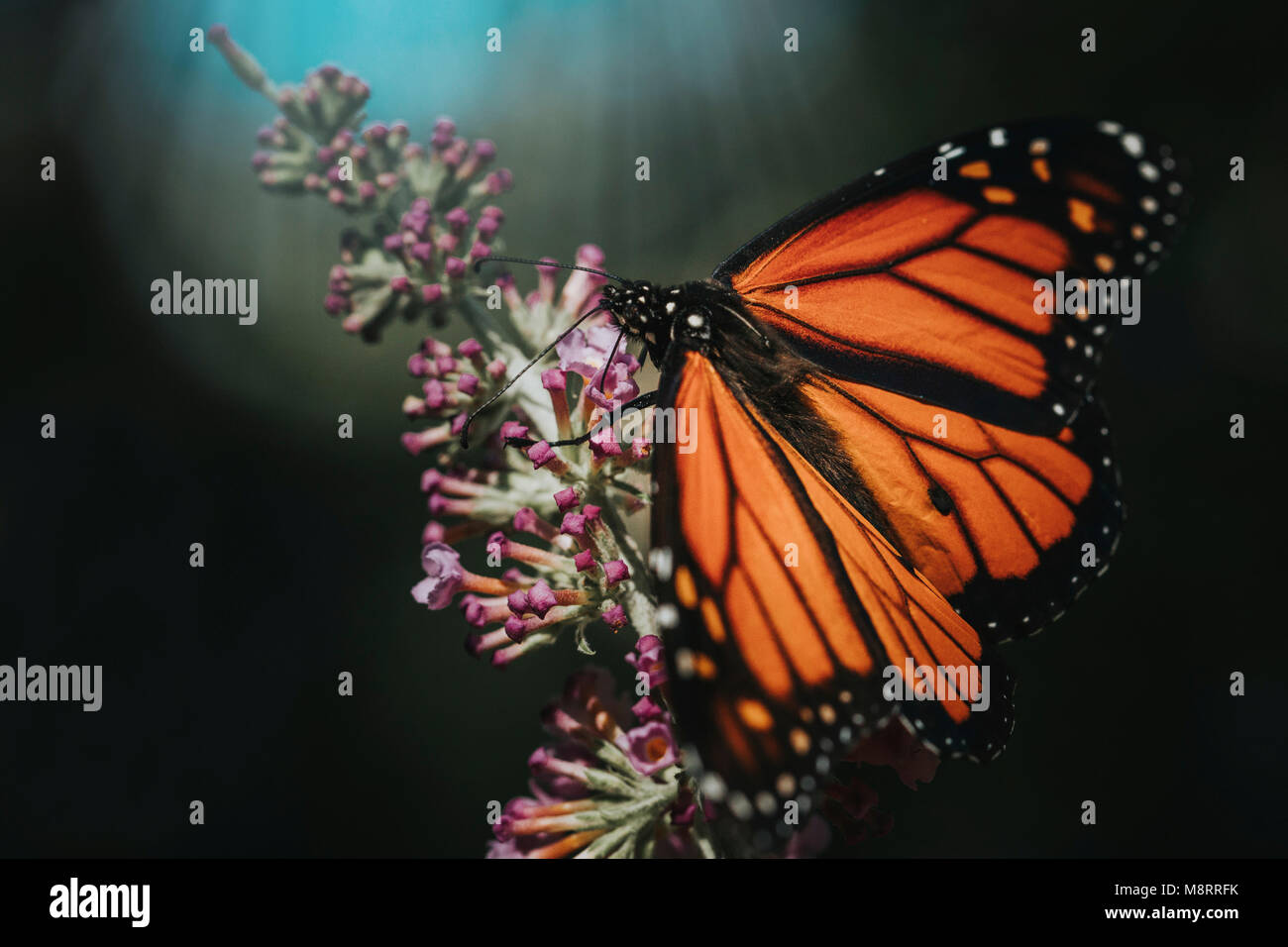 Close-up of monarch butterfly pollinating on flower Stock Photo - Alamy