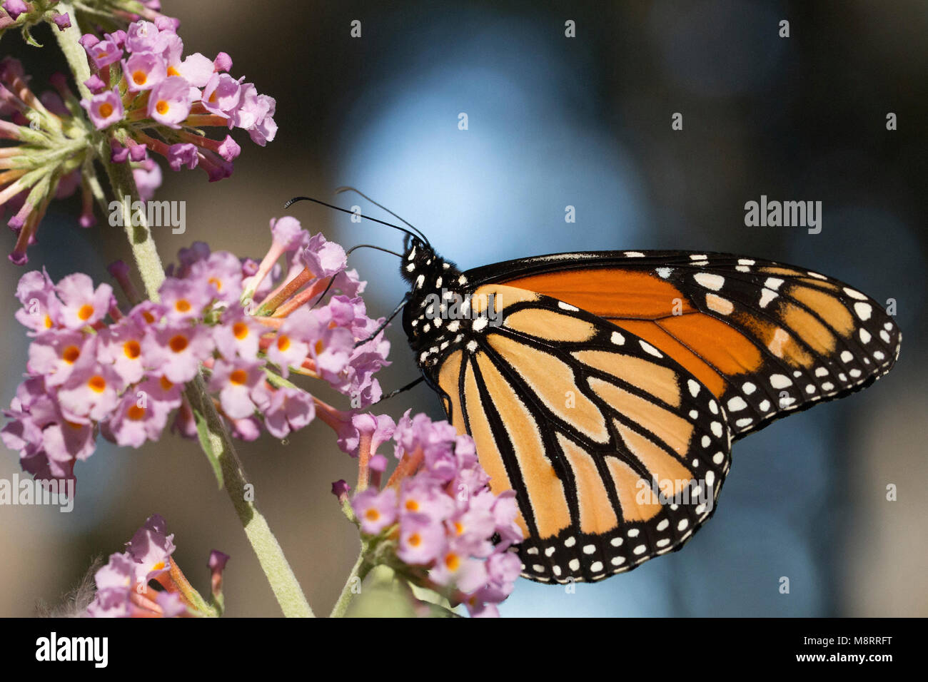 Close-up of monarch butterfly pollinating on fresh flowers Stock Photo ...