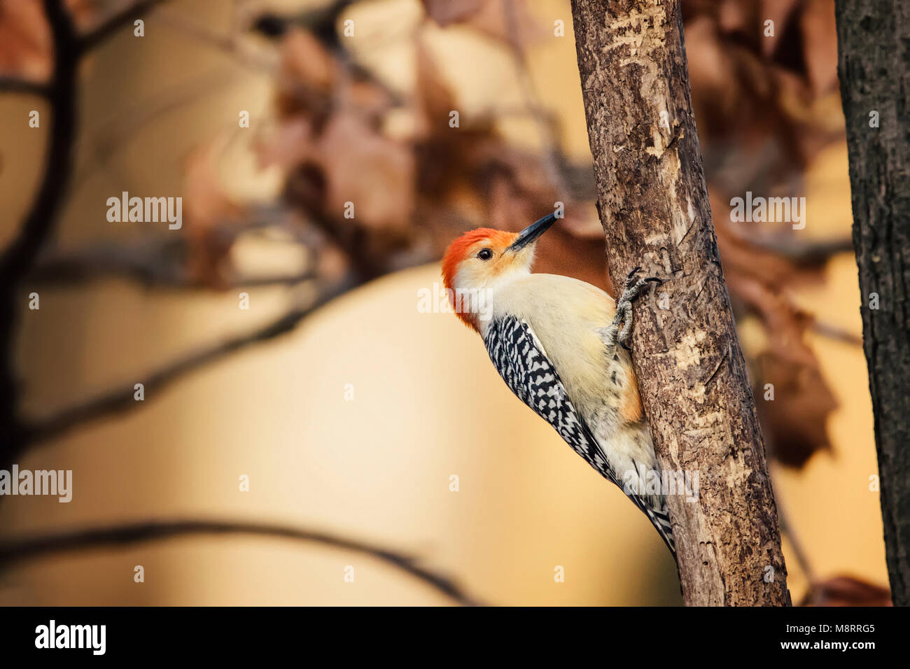 Woodpecker pecking wood hi-res stock photography and images - Alamy
