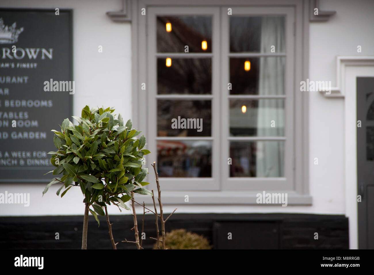 Bay tree against a grey/gray background Stock Photo - Alamy