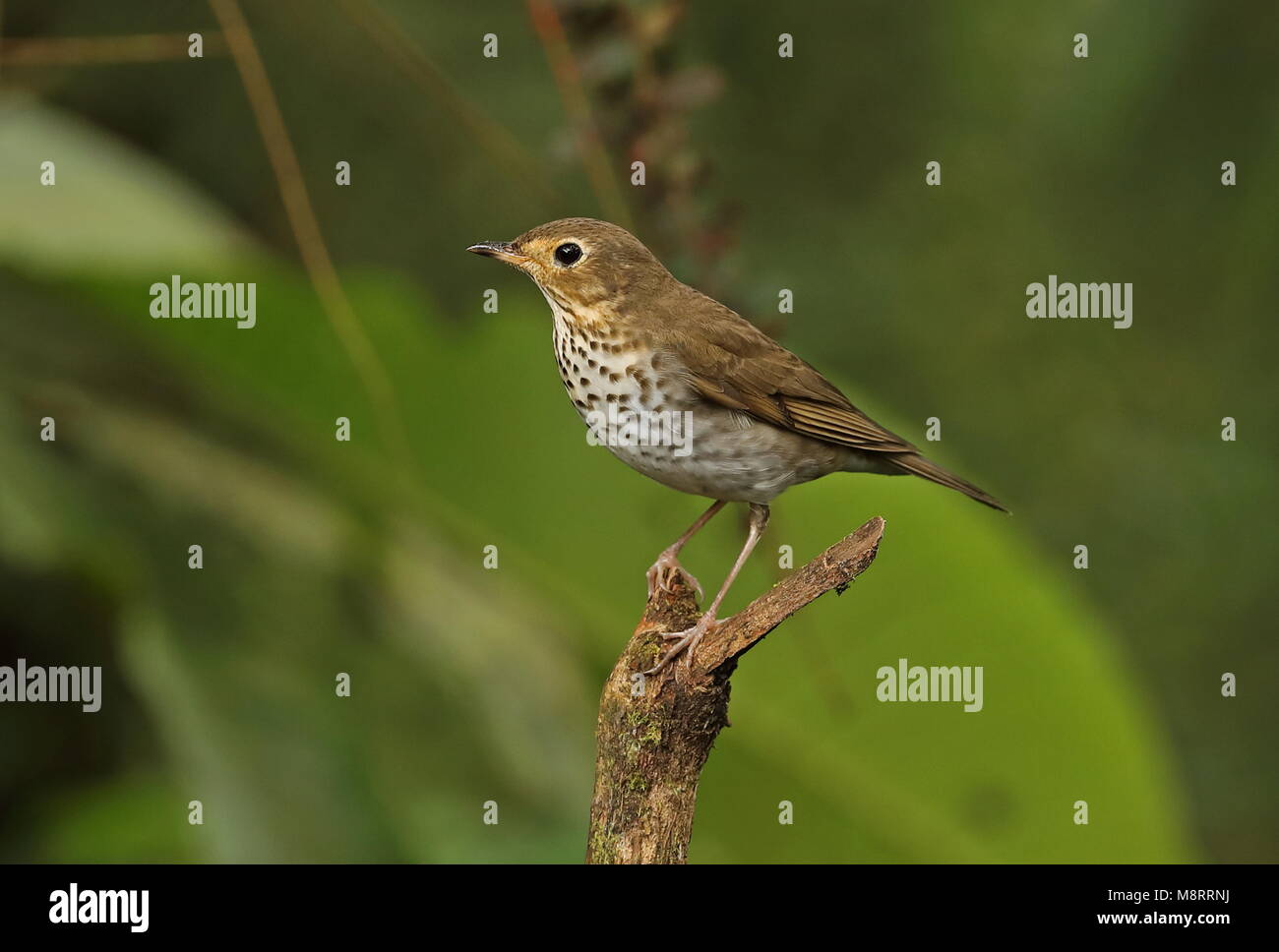 Swainsons thrushes hi-res stock photography and images - Alamy