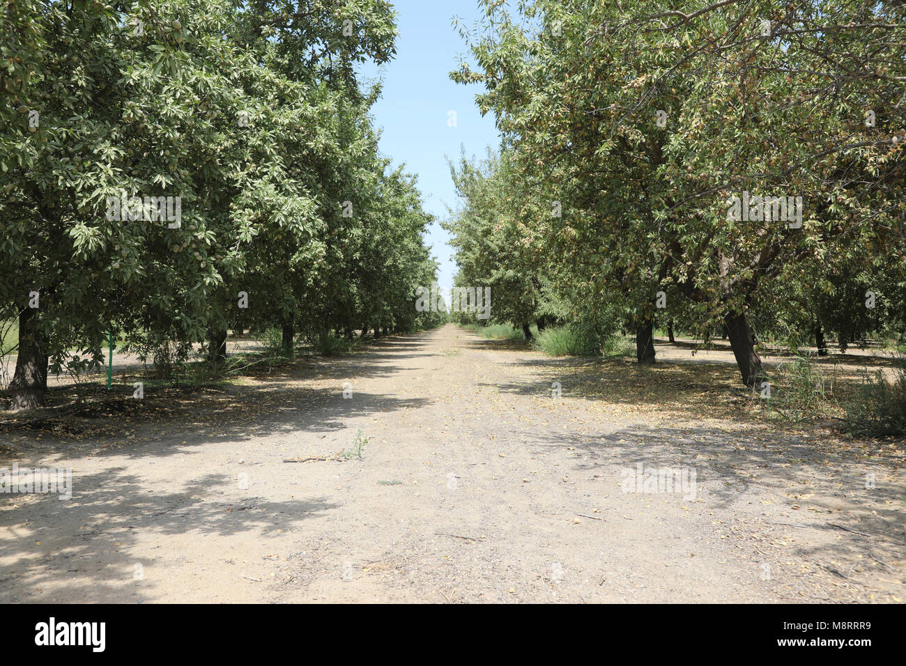 Tranquil view of trees growing at forest Stock Photo - Alamy