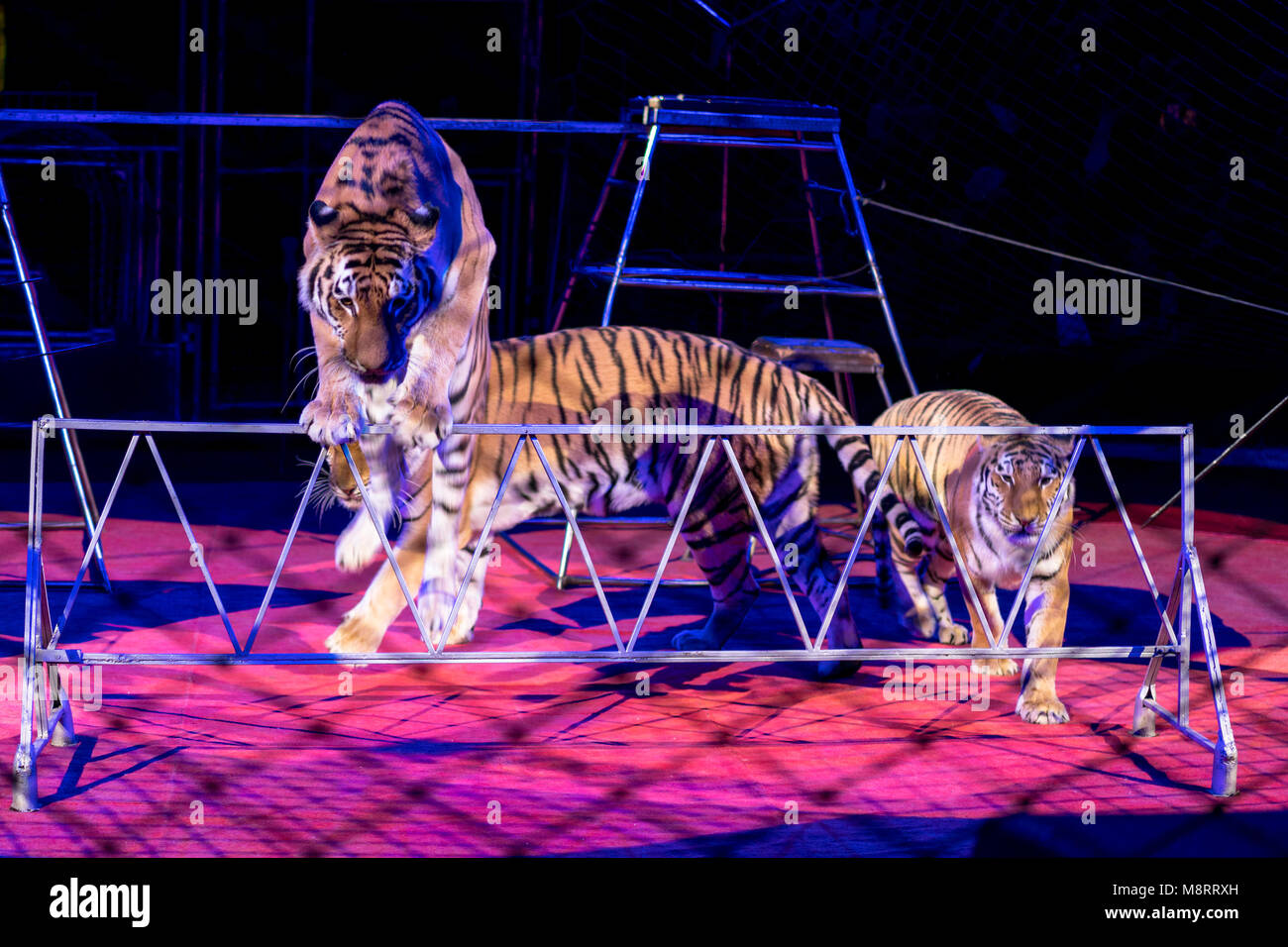 tigers in the circus arena. Trained animals Stock Photo - Alamy