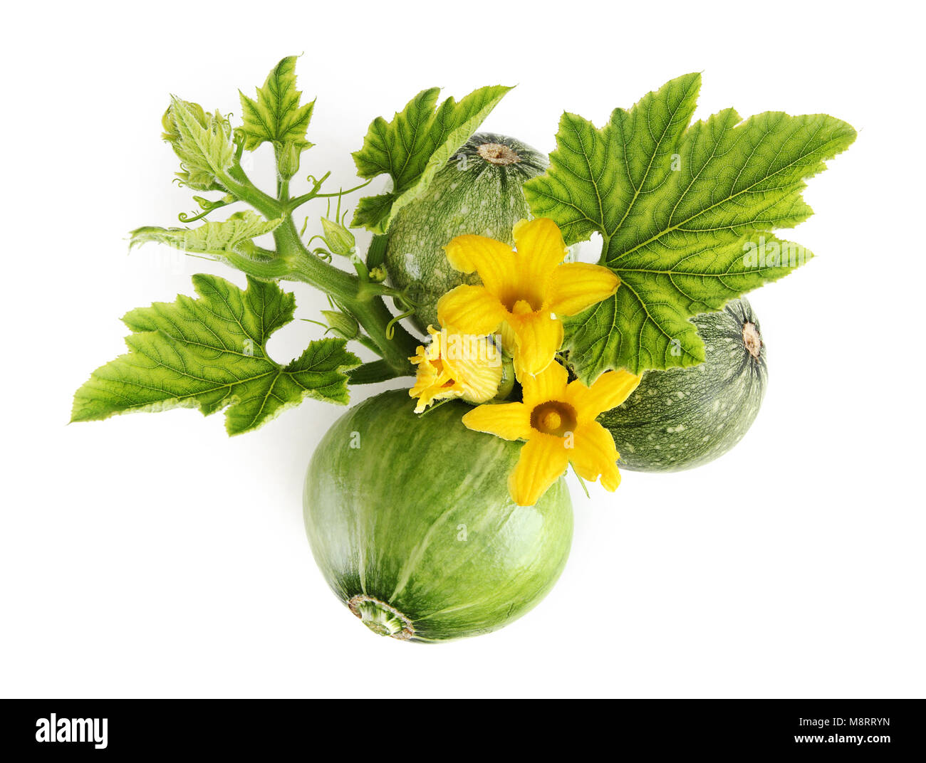 zucchini, flowers and leaves isolated on white background Stock Photo ...