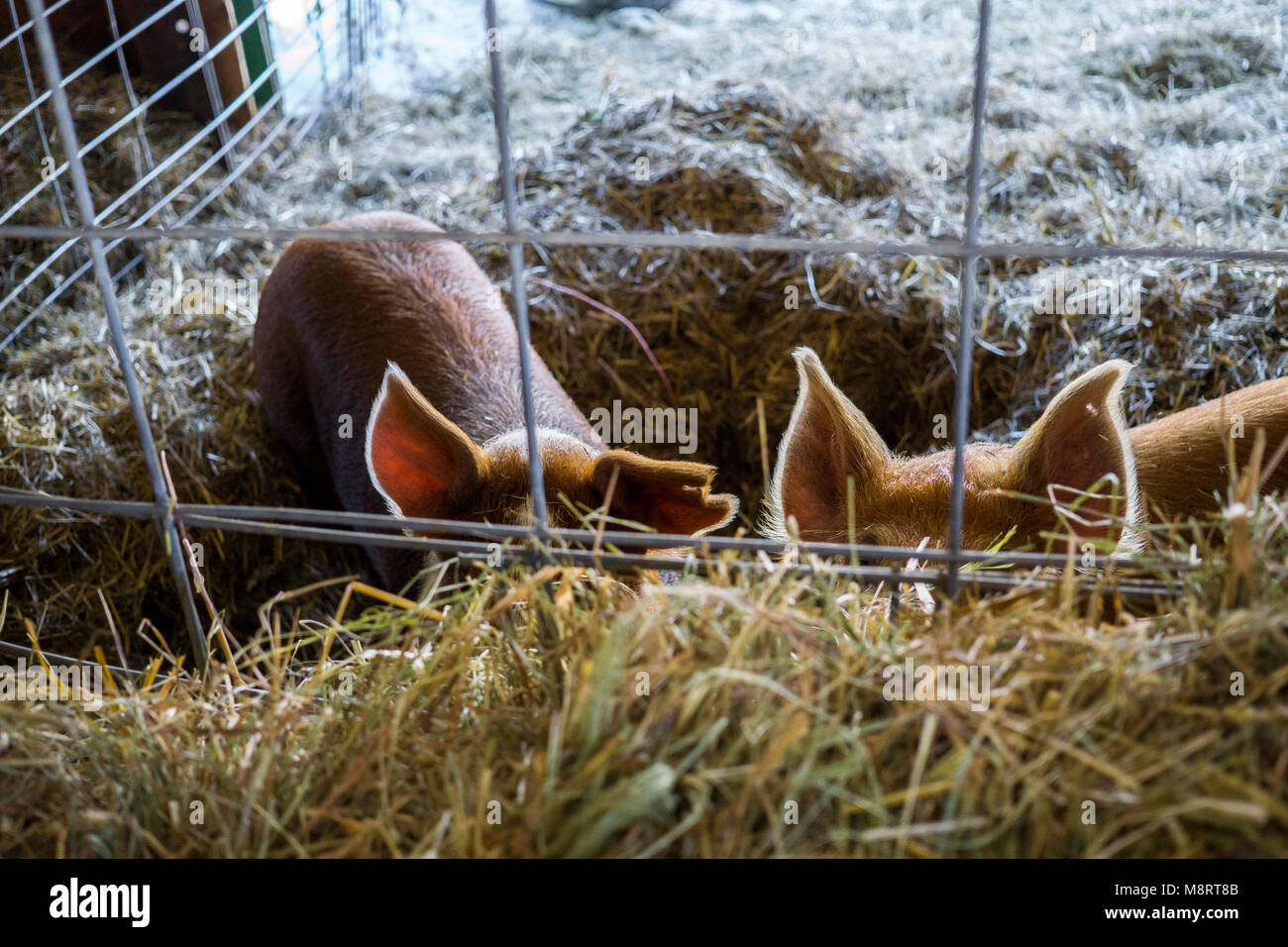 Close-up of pigs on hay seen through fence at barn Stock Photo - Alamy