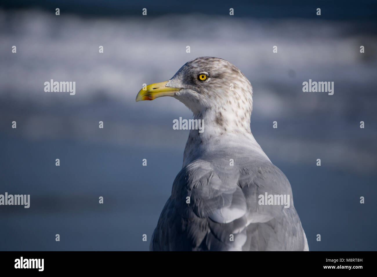 Hampton close hi-res stock photography and images - Alamy