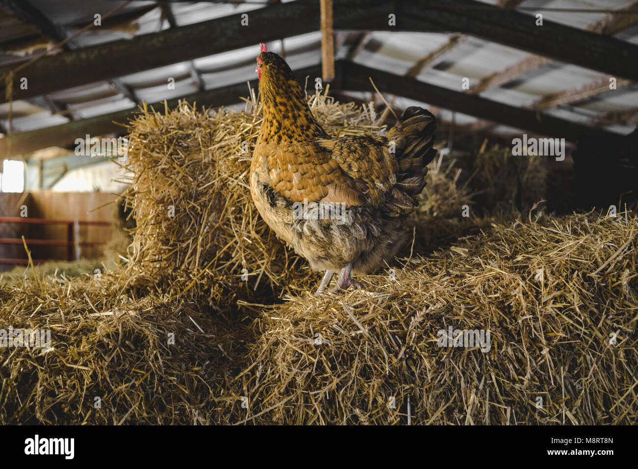 China Hen High Resolution Stock Photography and Images - Alamy