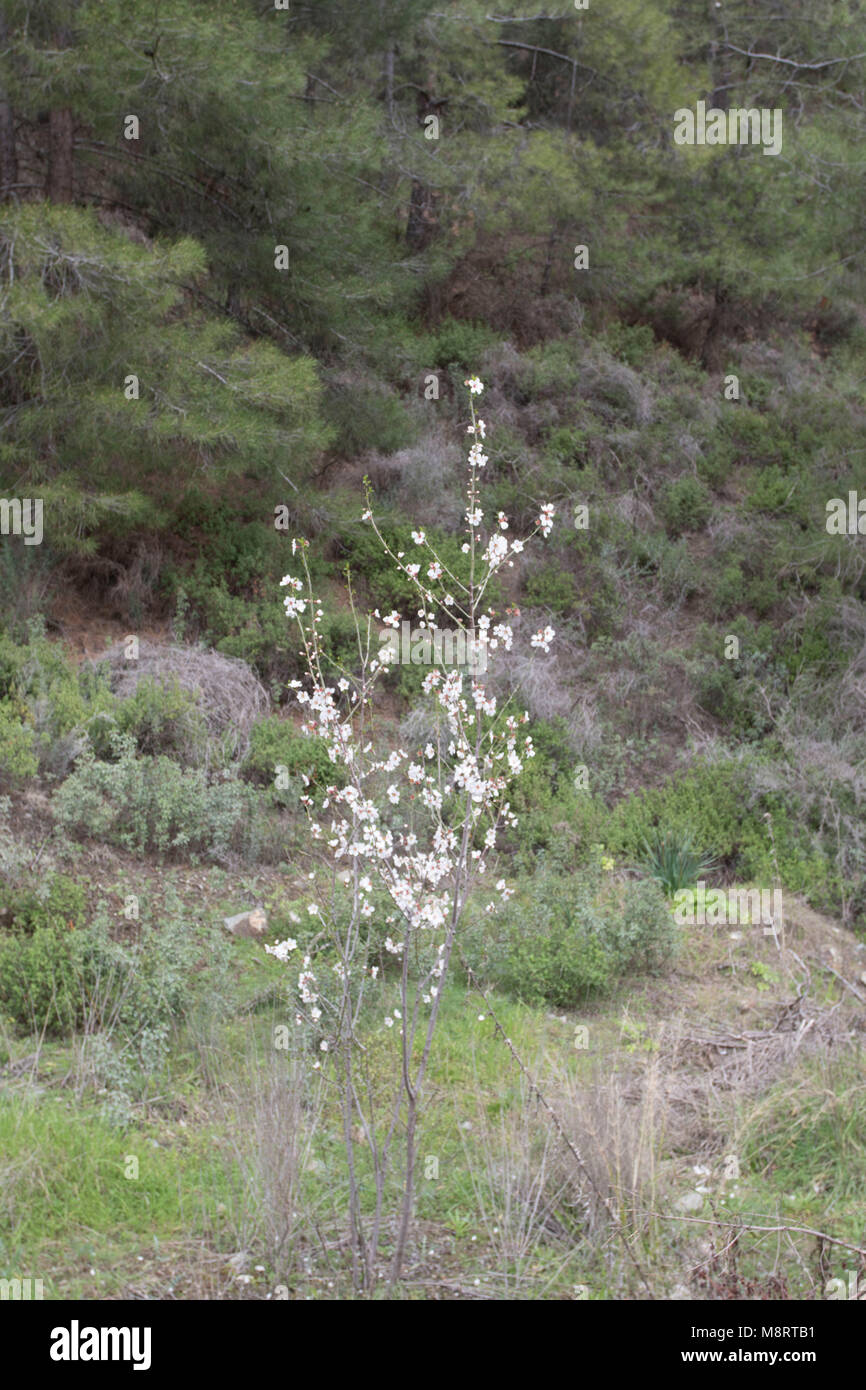 Flowering spring shrub in the Troodos mountains of Paphos, Cyprus ...