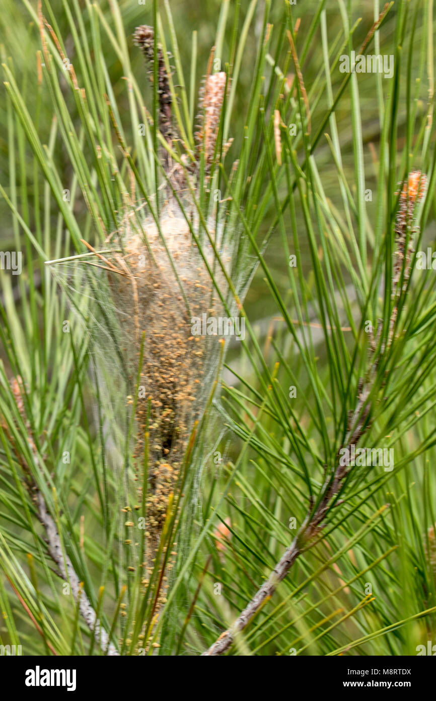Pine processionary caterpillar nests in young pine tree needles, Paphos ...
