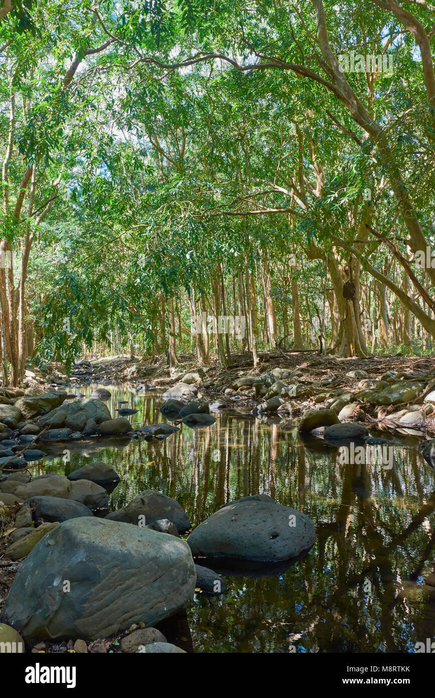 Mahogany tree africa hi-res stock photography and images - Alamy