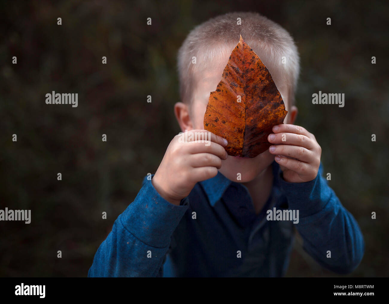 Boy playing with leaf Stock Photo - Alamy