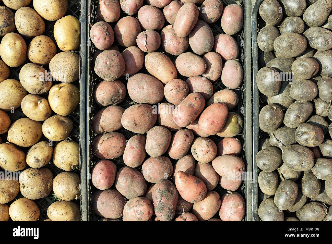 potatoes of different colors and varieties are packed in boxes. Purple ...