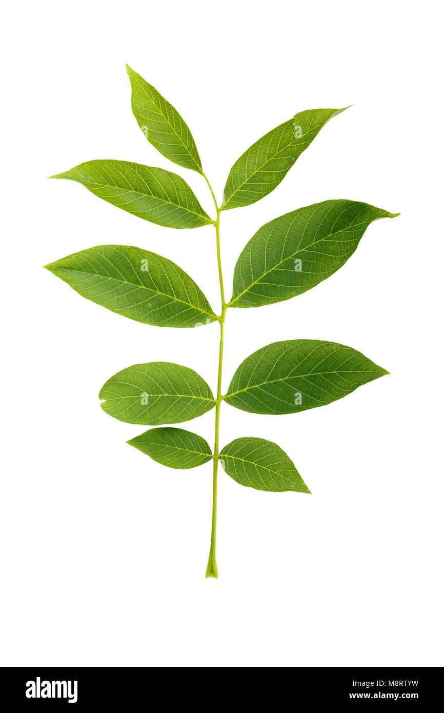leaf of walnut tree on white background isolated, well visible leaf ...
