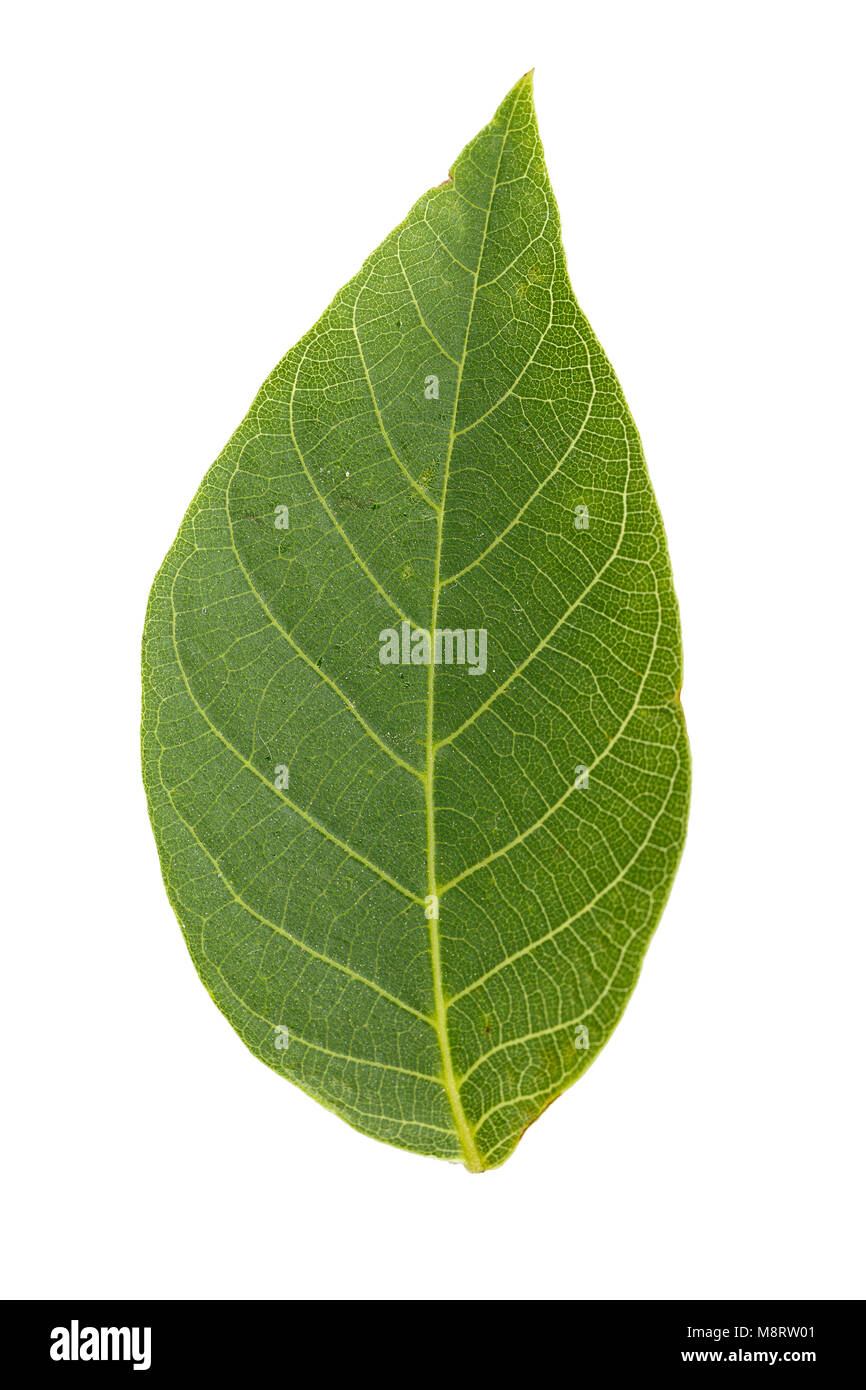 leaf of walnut tree on white background isolated, well visible leaf ...