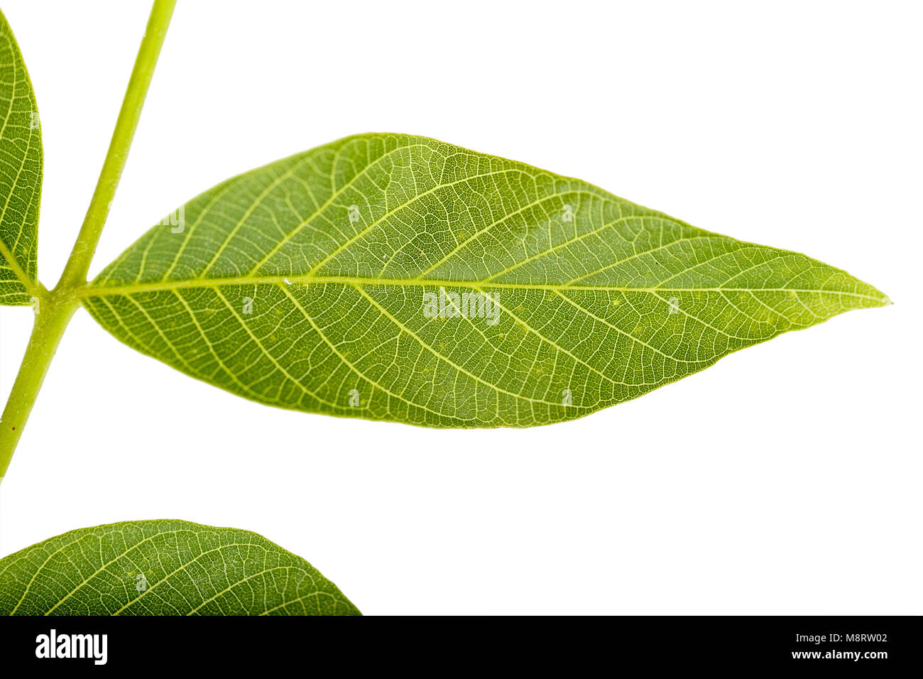 leaf of walnut tree on white background isolated, well visible leaf ...