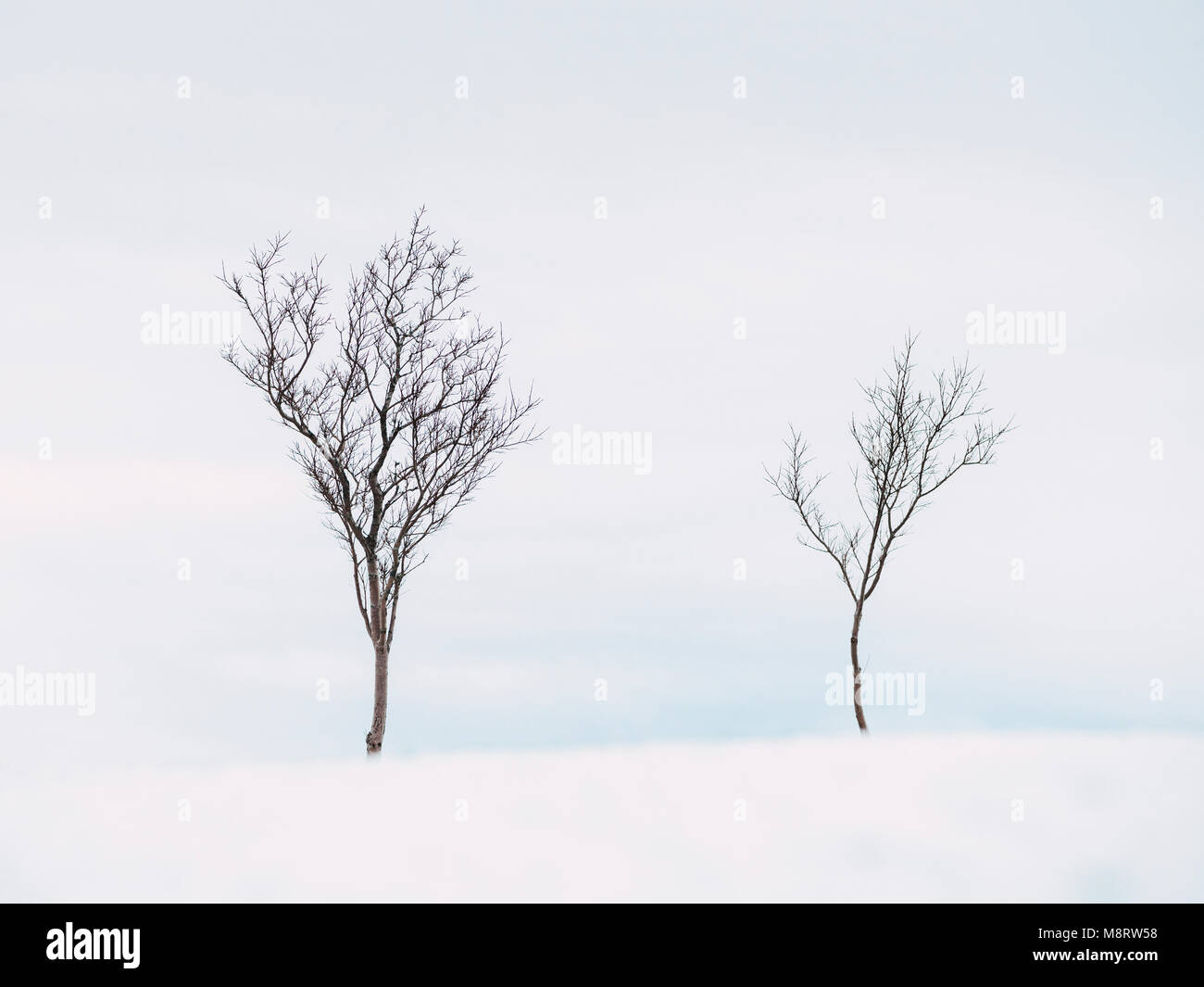 Bare trees on snow covered field Stock Photo - Alamy
