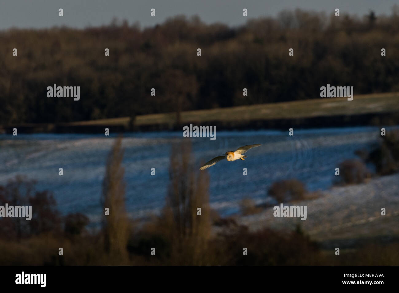 Flying barnowl hi-res stock photography and images - Alamy