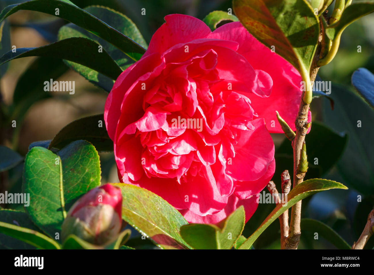 Camellia in garden hi-res stock photography and images - Alamy