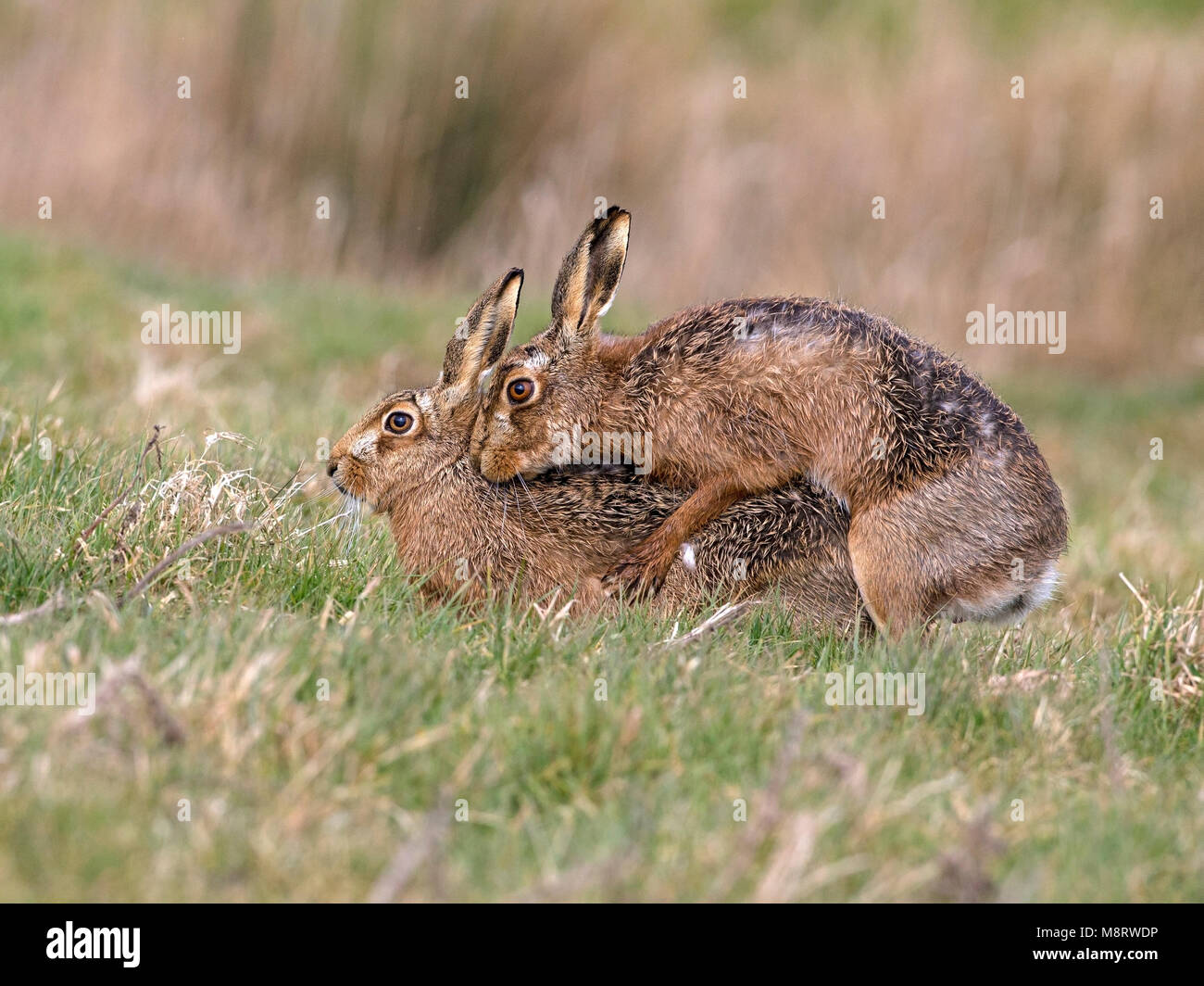European brown hare mating Stock Photo - Alamy