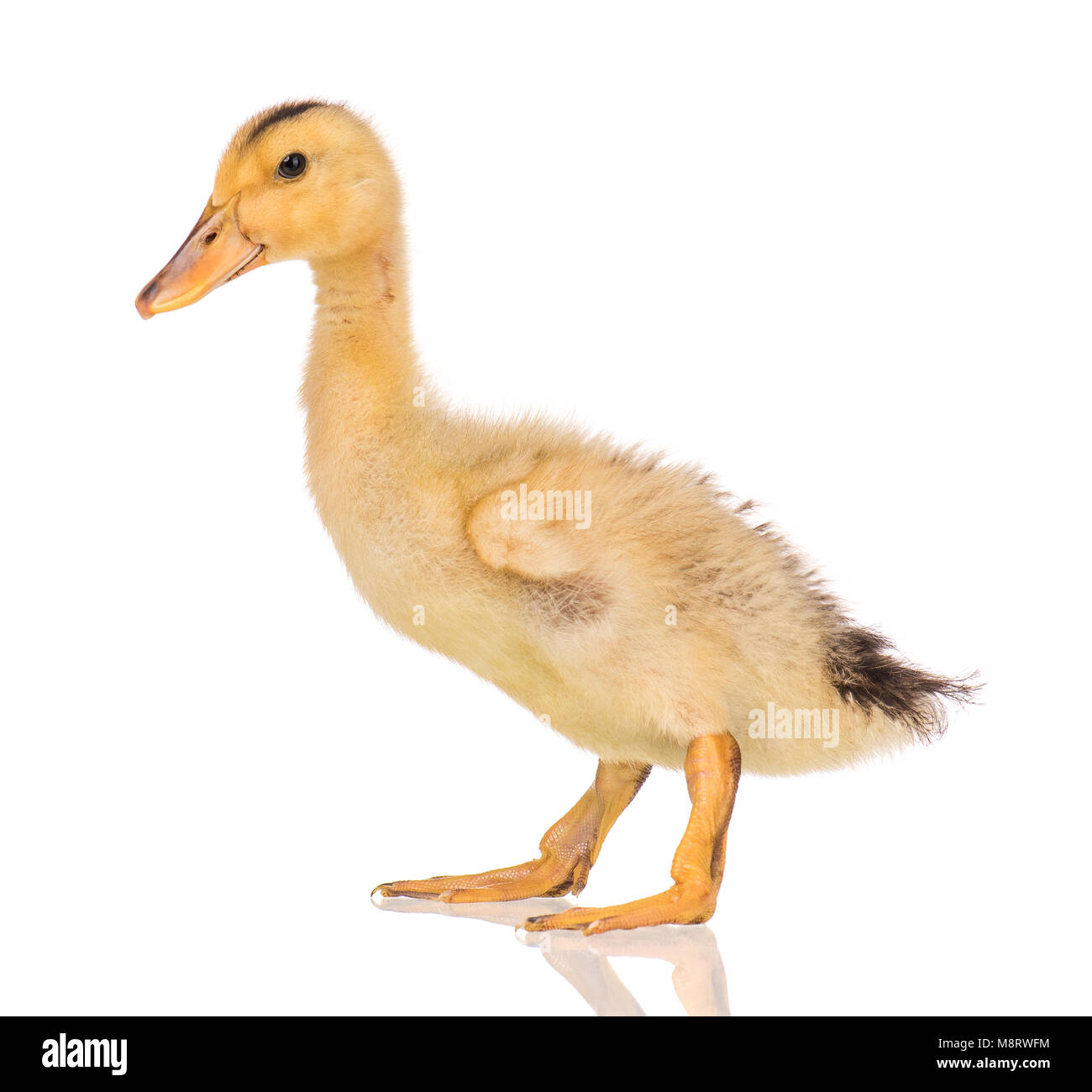 Cute little yellow newborn duckling isolated on white background. Newly ...